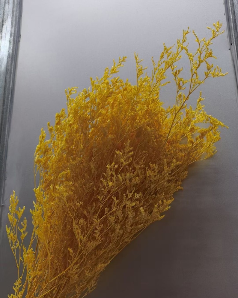 Preserved Caspia Preserved Caspia Dried Flowers Bunch Dried - Etsy