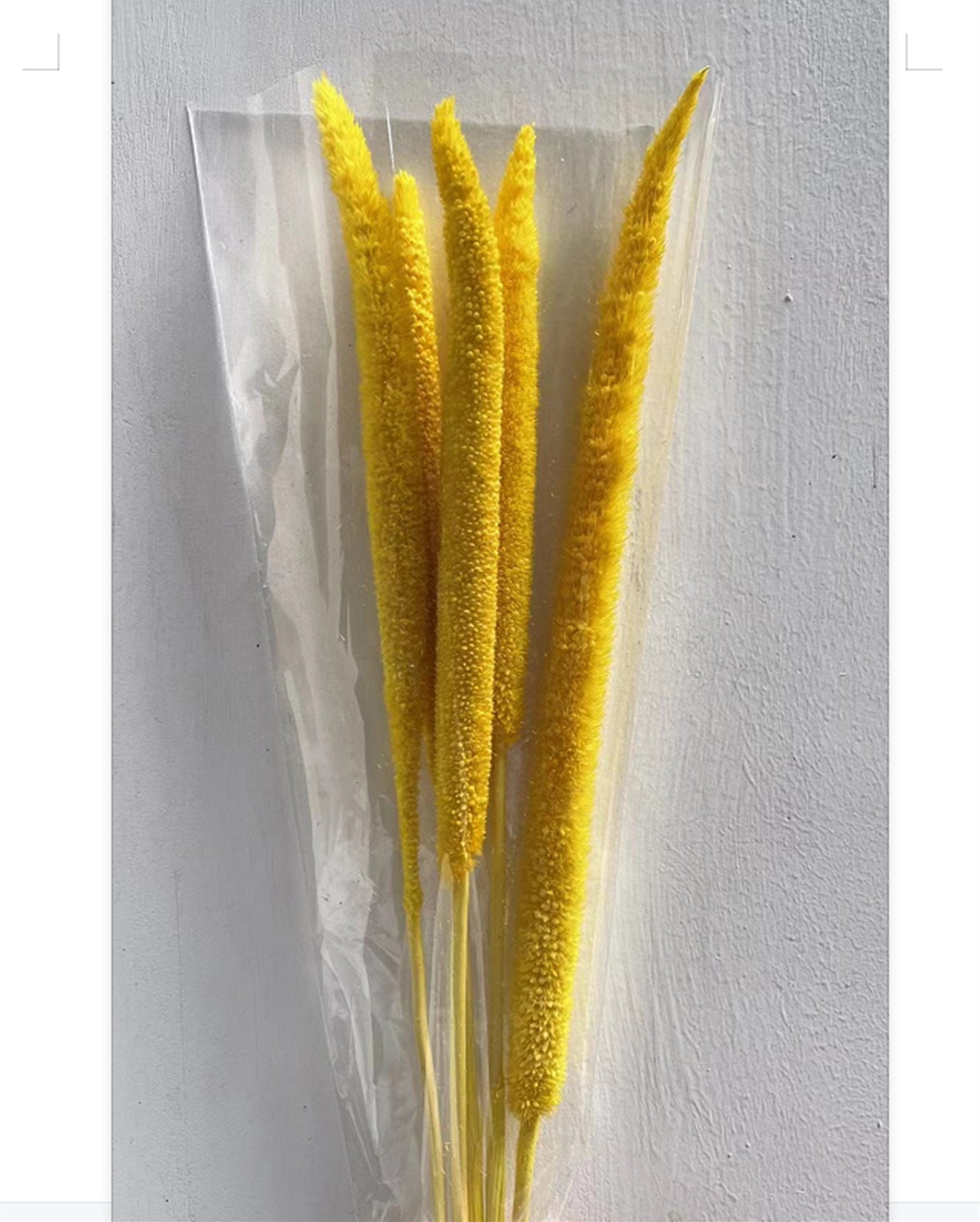 Dried Flowers With Customzable Colors Babala Bleached | Etsy