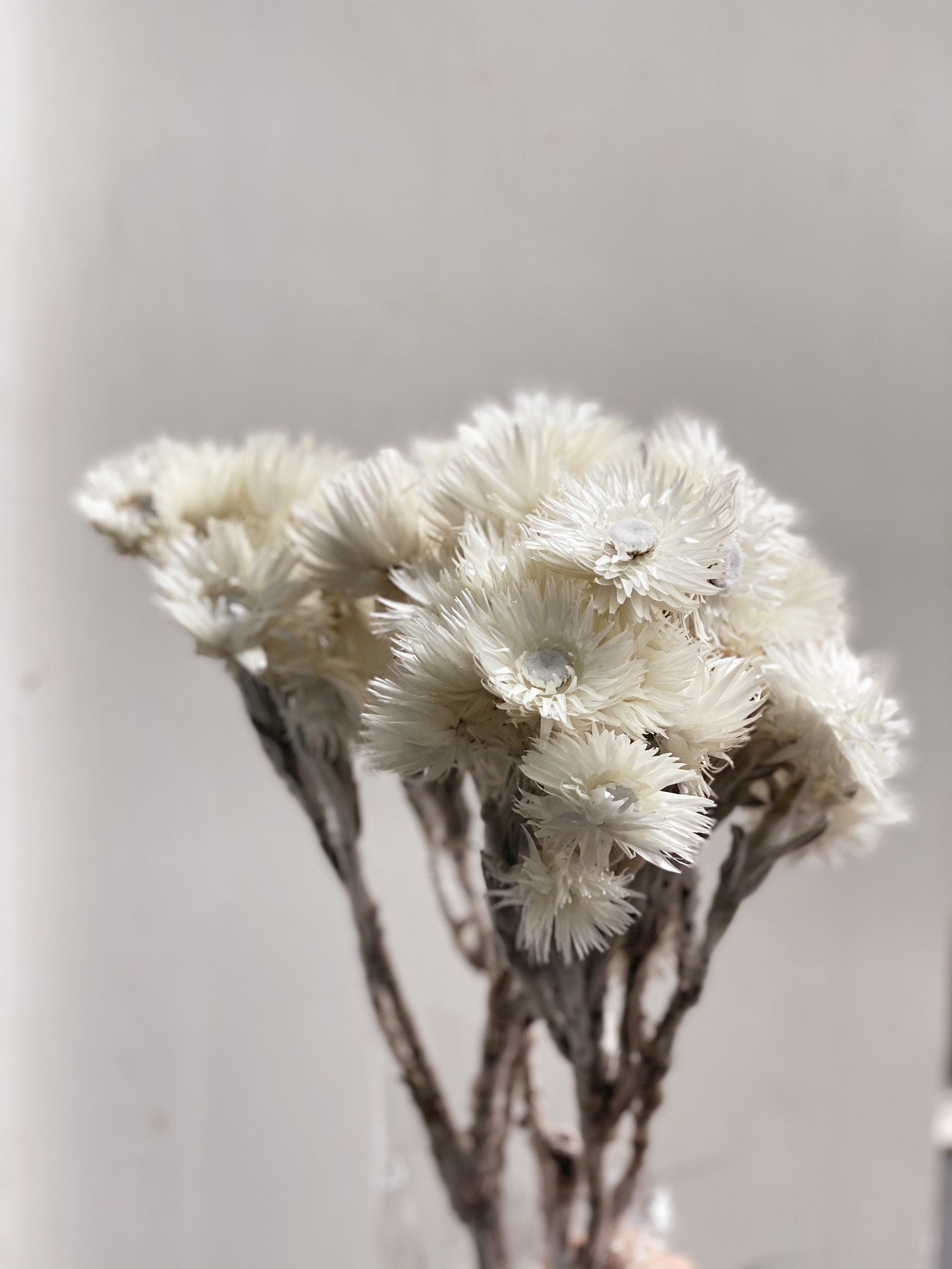 Dried Helichrysum Everlastings ,dried Flowers .straw Paper Daisy ...