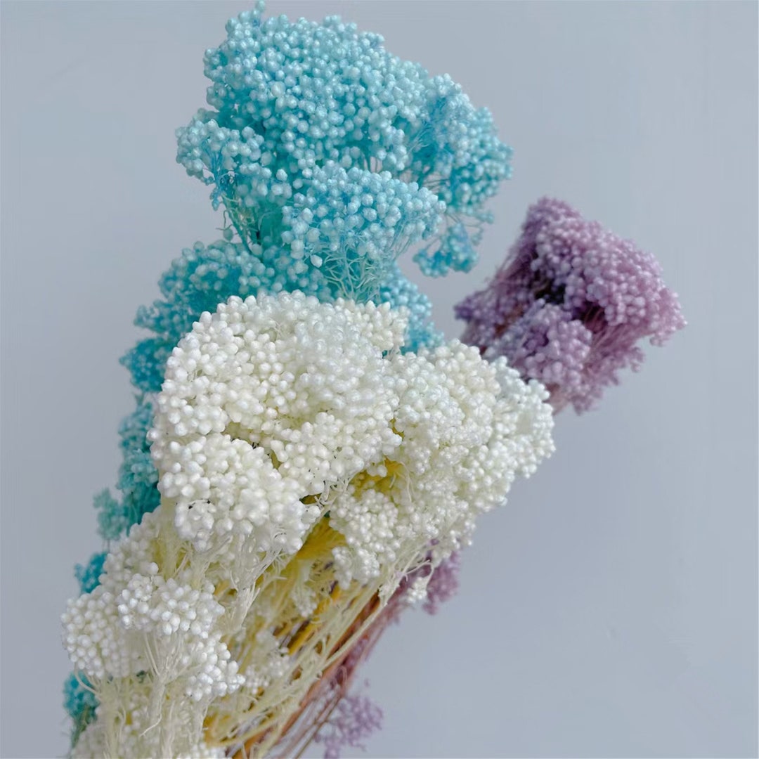 Preserved Rice Flower/bouquet Filled Grassland Bouquet/dry Flower ...