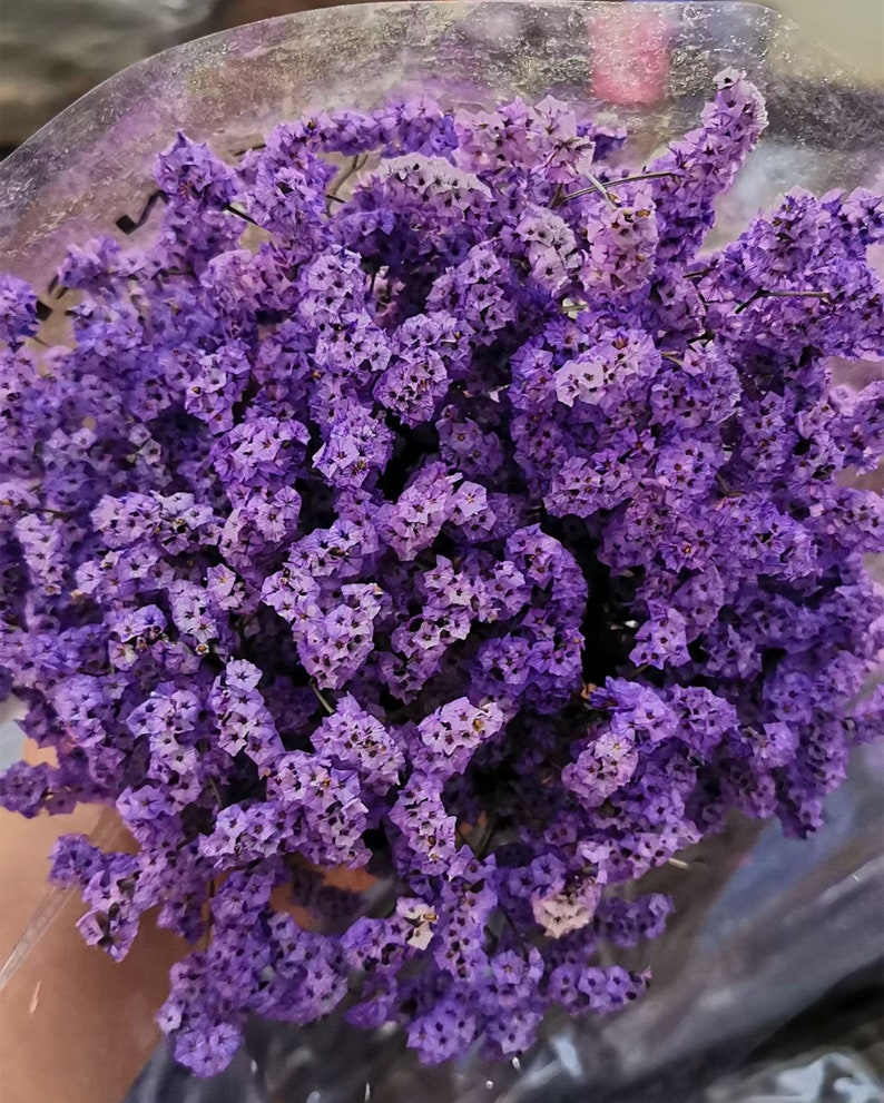 Preserved German Statice Limonium Dried Flower Floral - Etsy