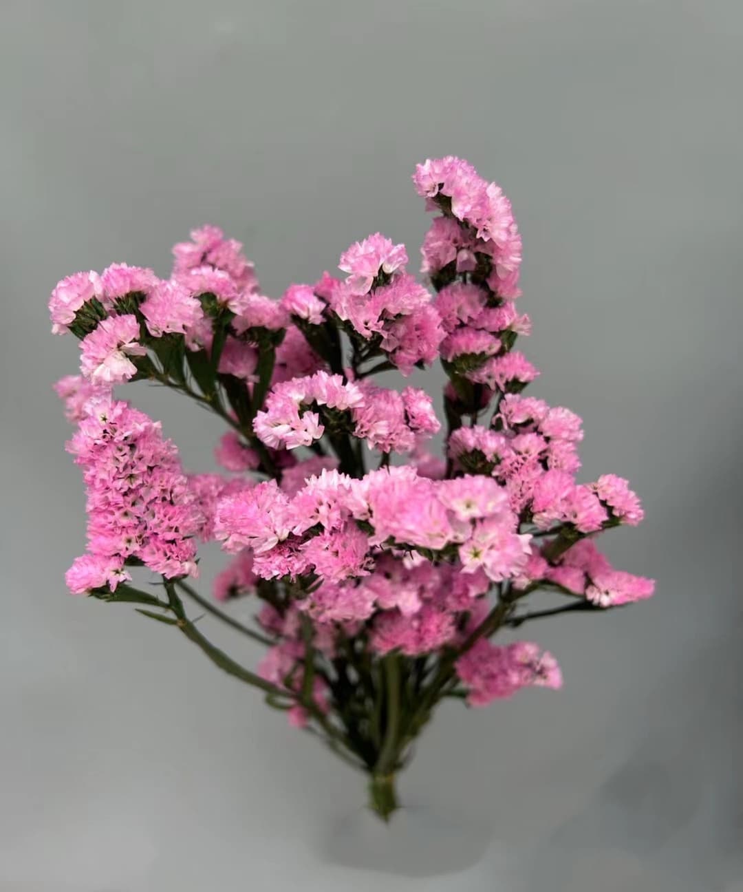 Dried Statice Hot Pink Preserved Limonium Statice Flores Secas - Etsy