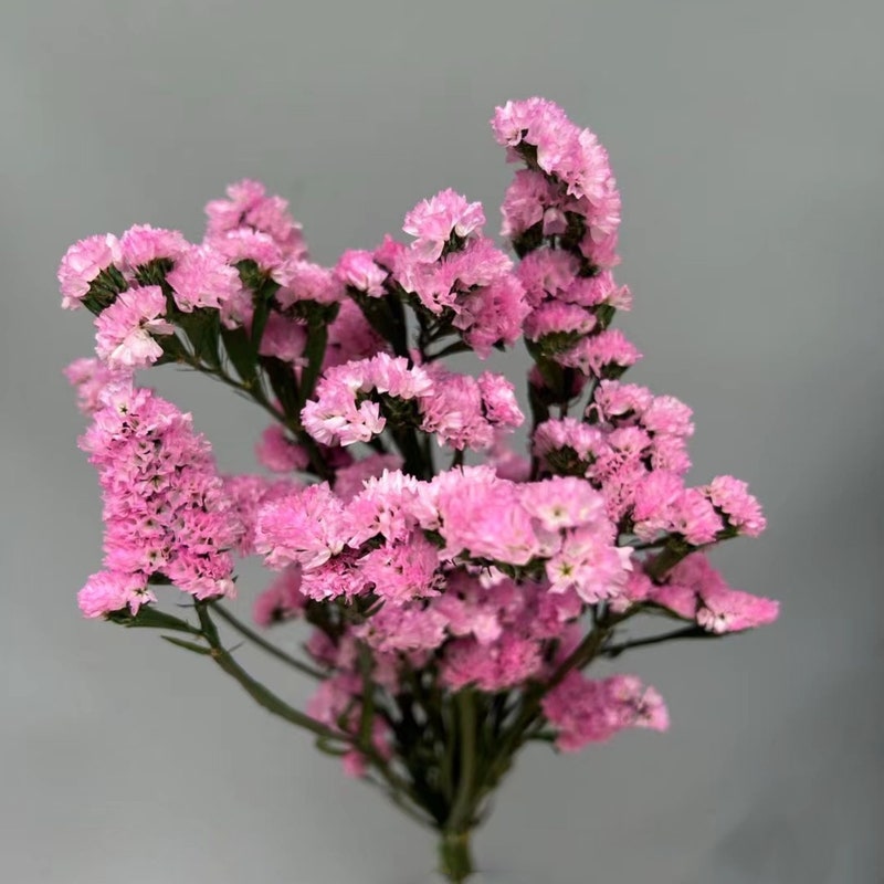 Statice Seeds - Etsy