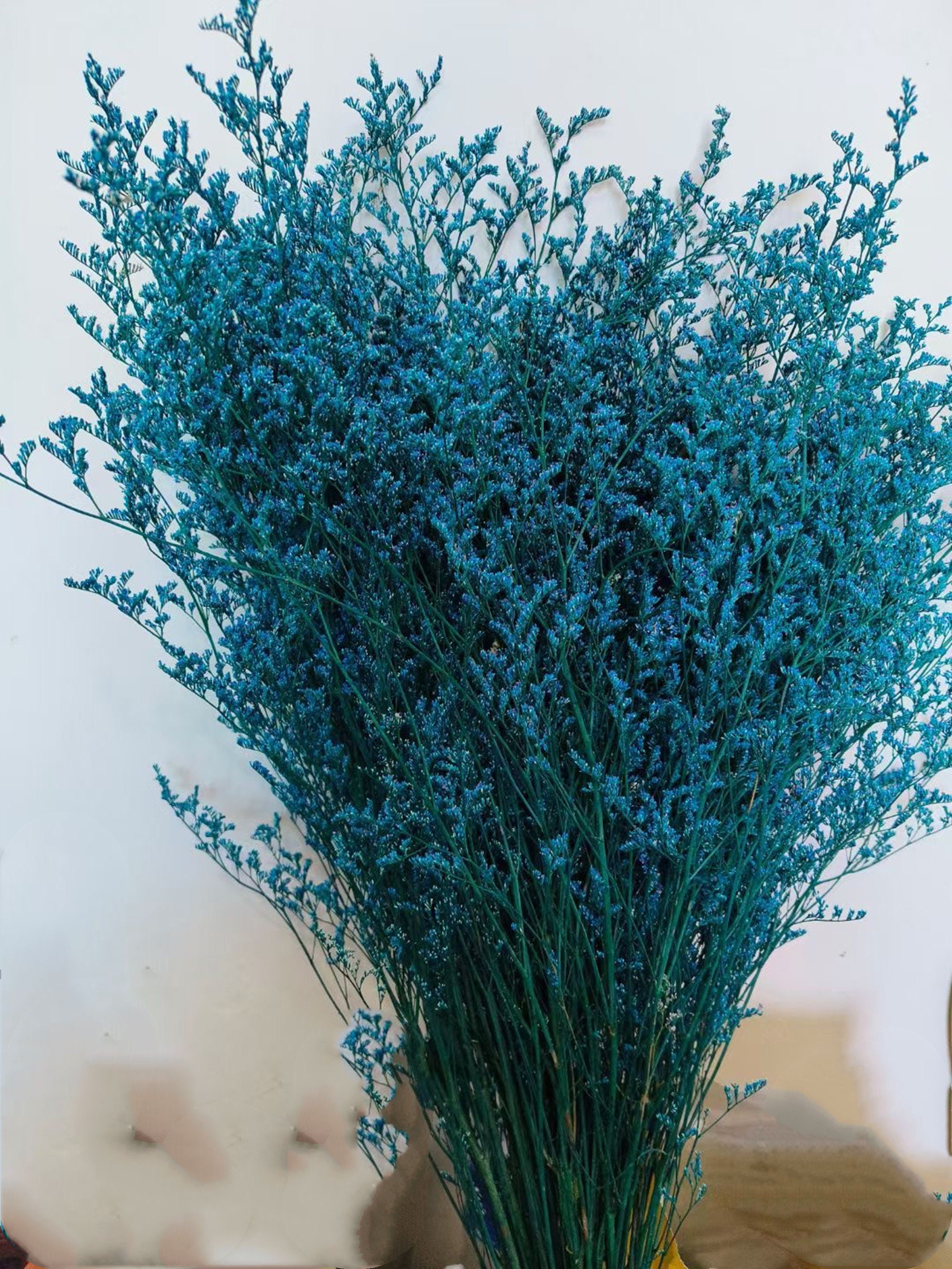 Bunch of Caspia Preserved Flowers Limonium Stems - Etsy