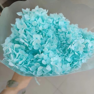 Large Premium Preserved Hydrangea/preserved Cream Full Bloomed ...