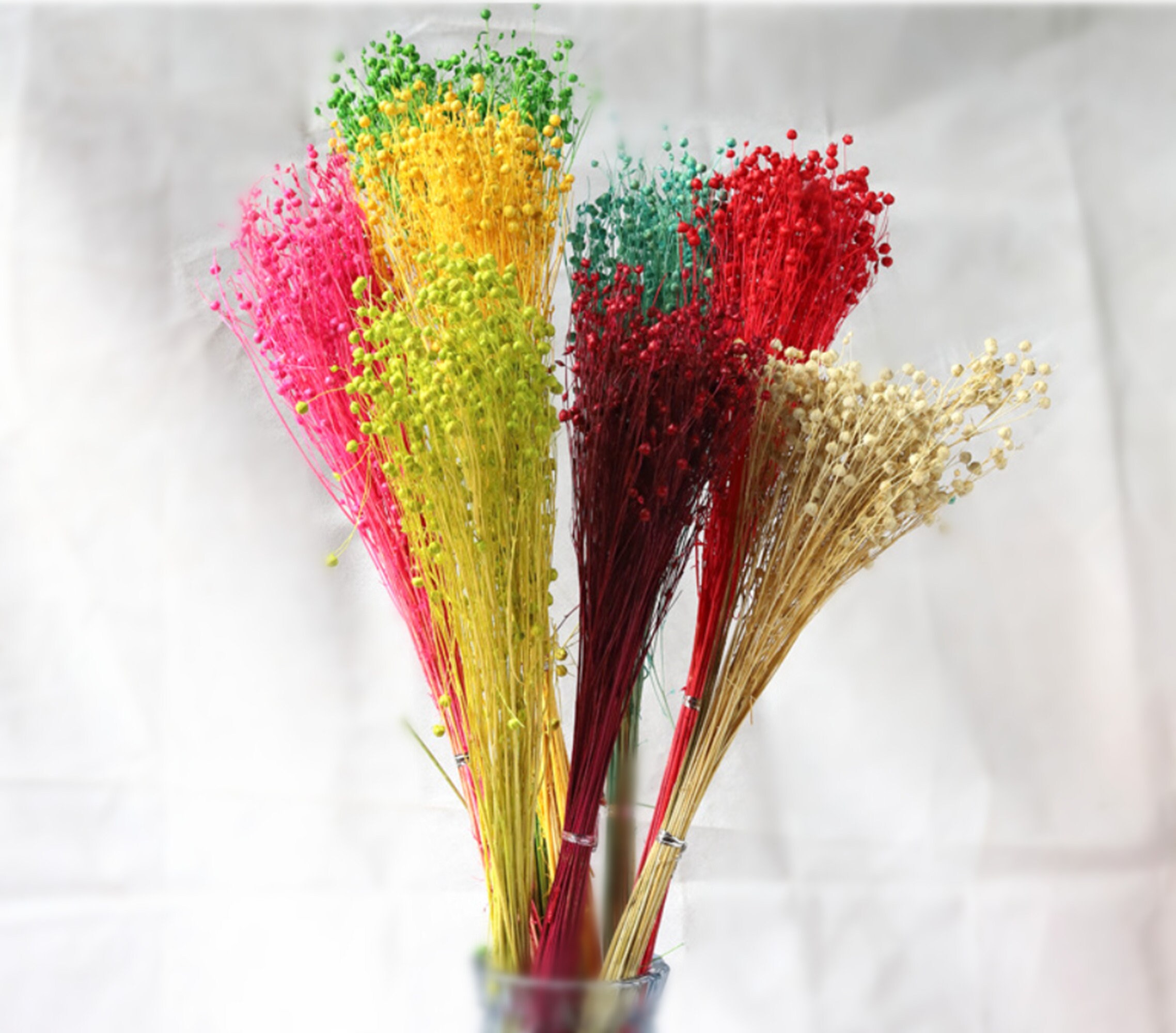 Natural Preserved Rosary Pea Seed Bundle - 18-24" Tall - Etsy