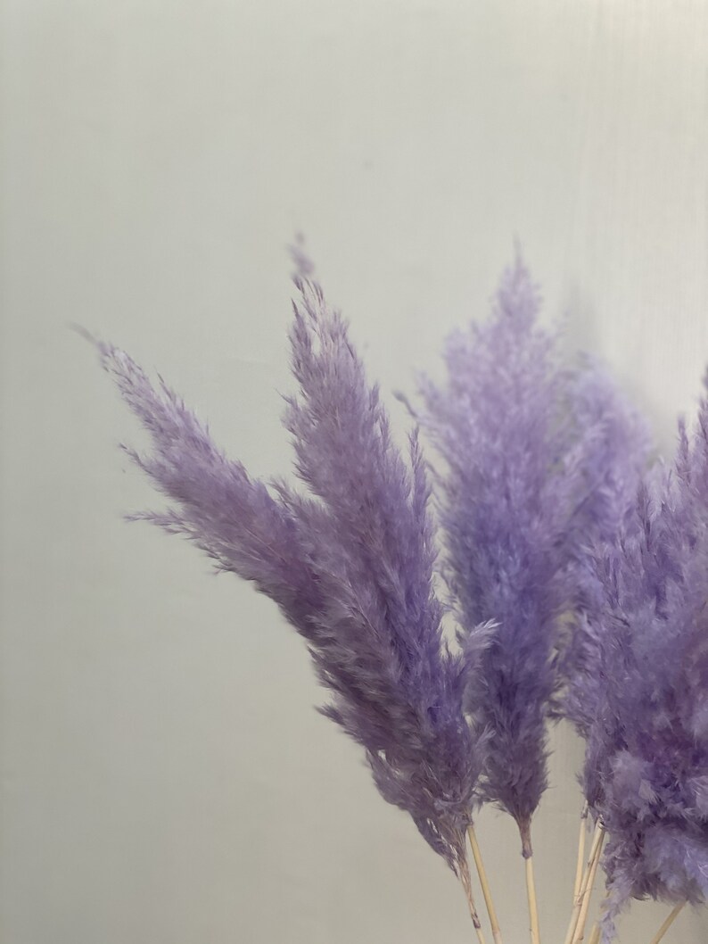 10 X Purple PAMPAS GRASS 24 Dried Flowers for Home - Etsy