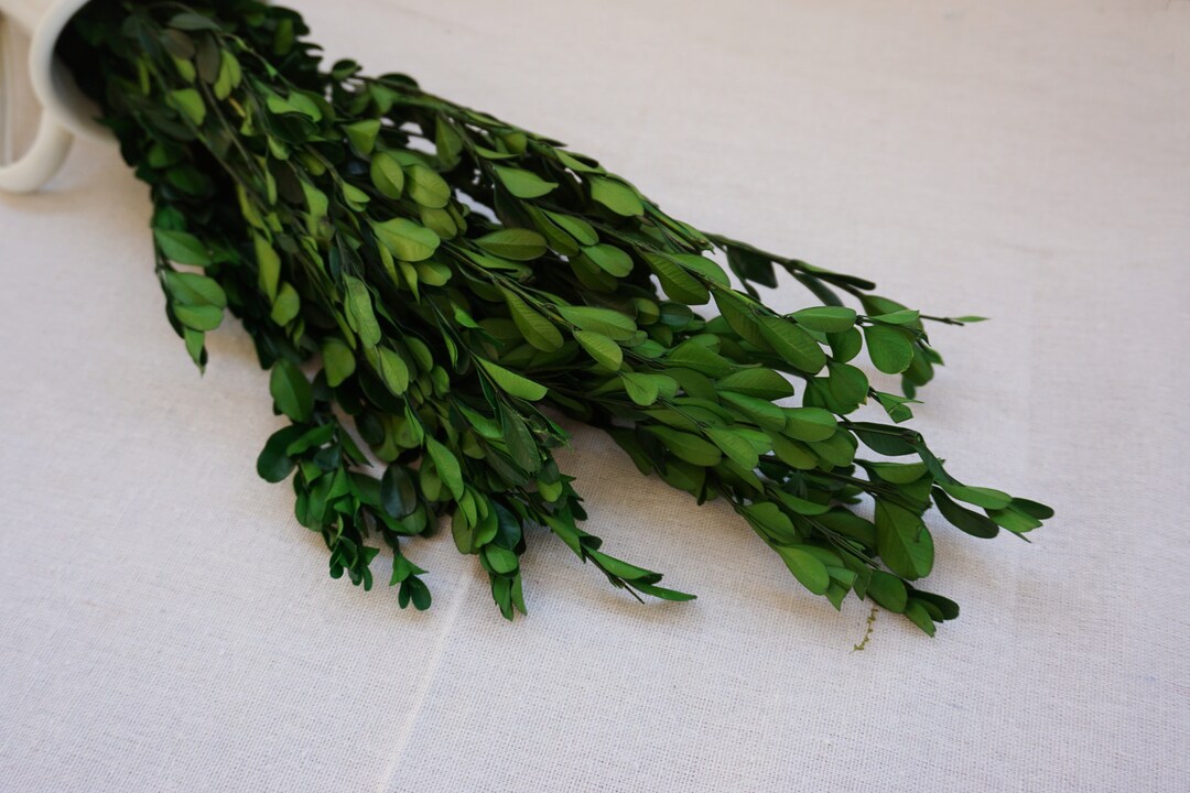 Preserved Boxwood Tall Leaves Eucalyptus Wedding Garlands Home ...