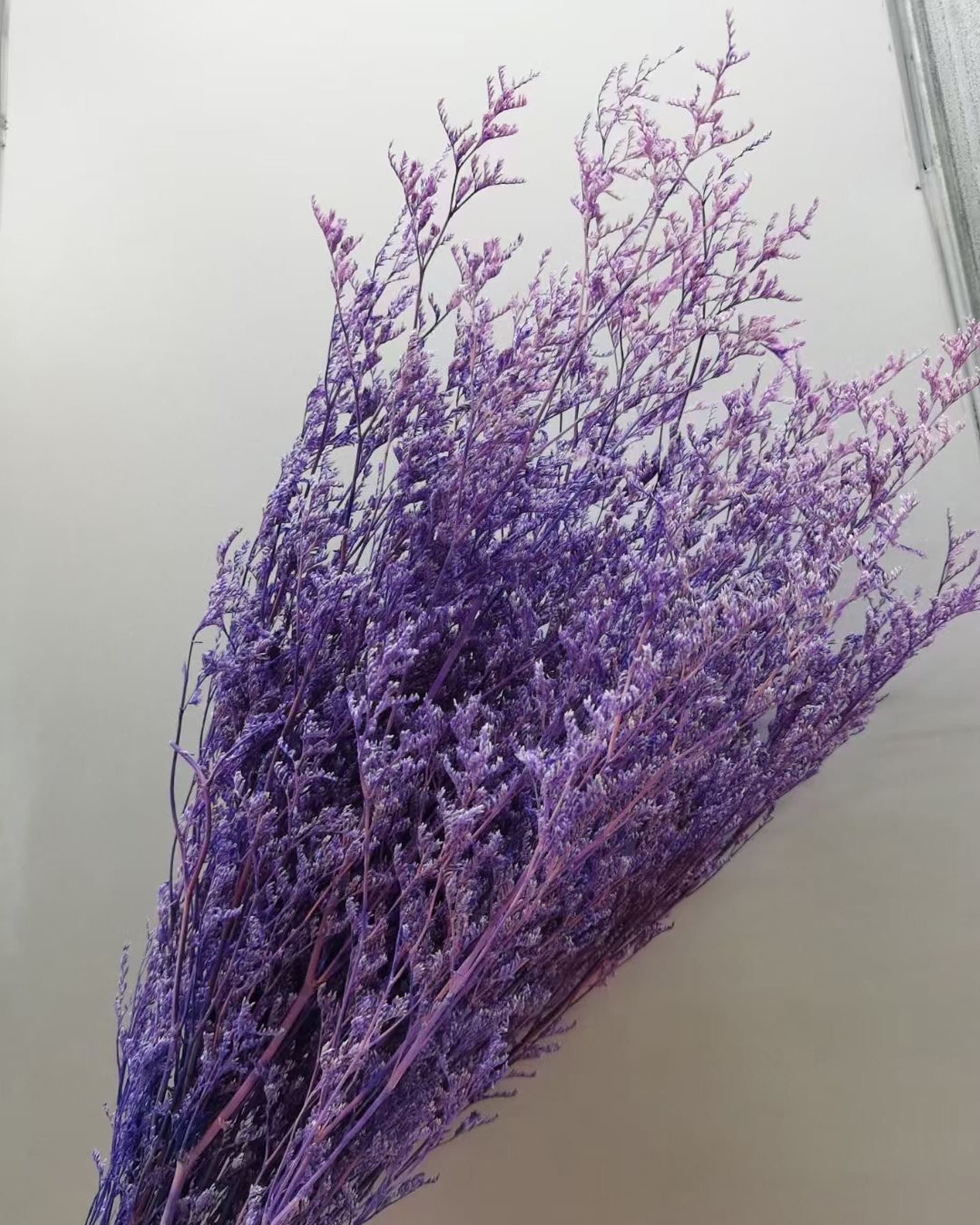 Preserved Caspia Preserved Caspia Dried Flowers Bunch Dried | Etsy ...