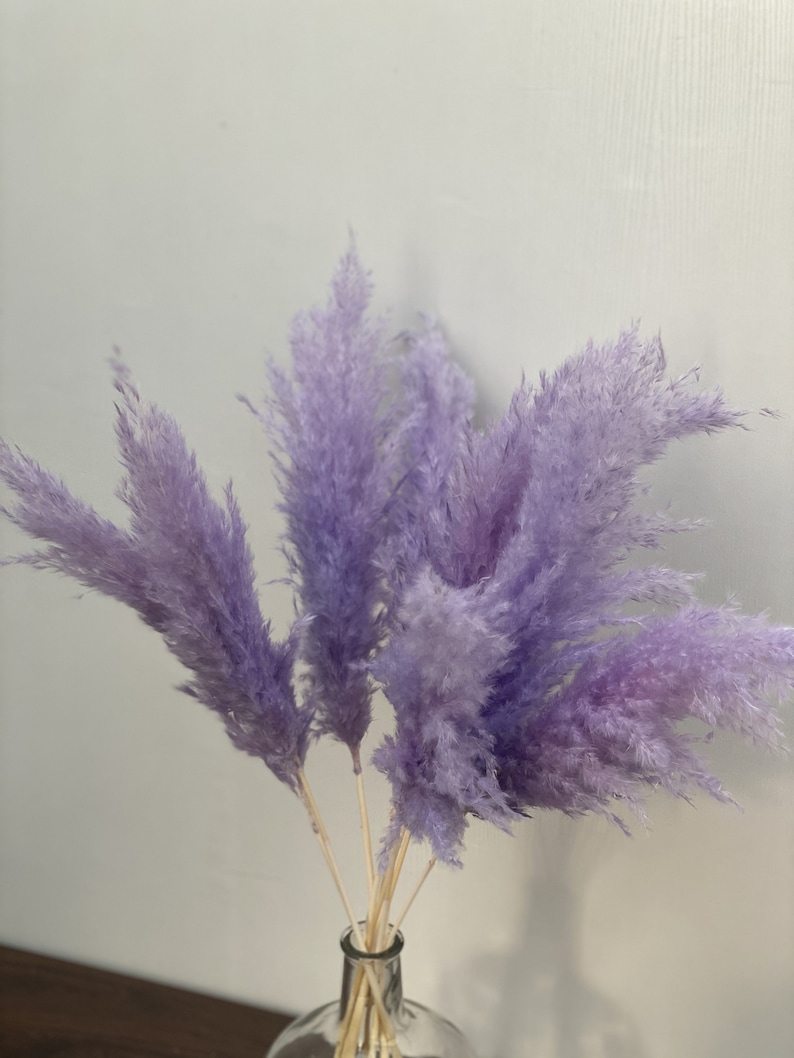 10 X Purple PAMPAS GRASS 24 Dried Flowers for Home - Etsy