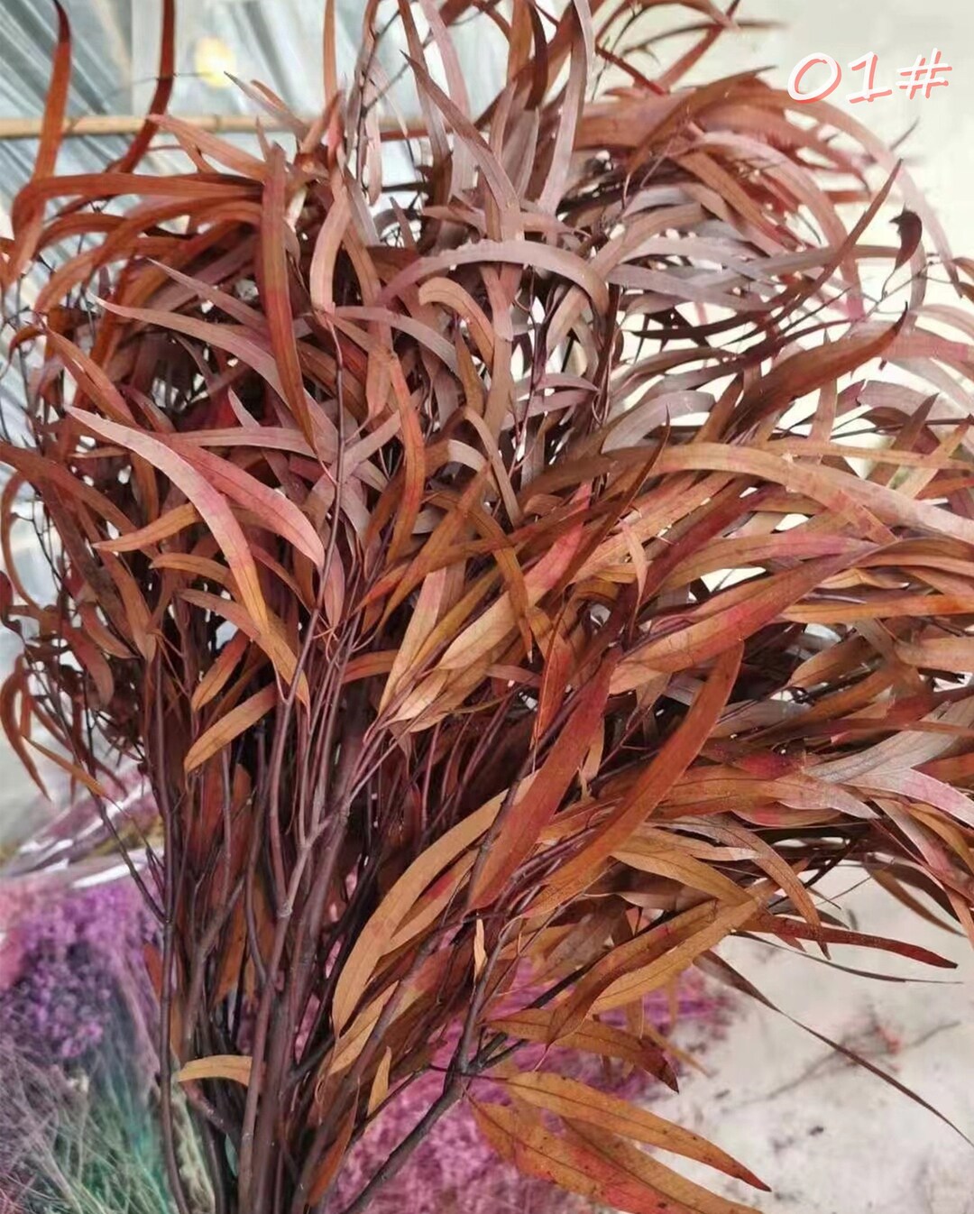 Rust Preserved Washed Silver Dollar Eucalyptus-- Wedding Decor, Variety ...