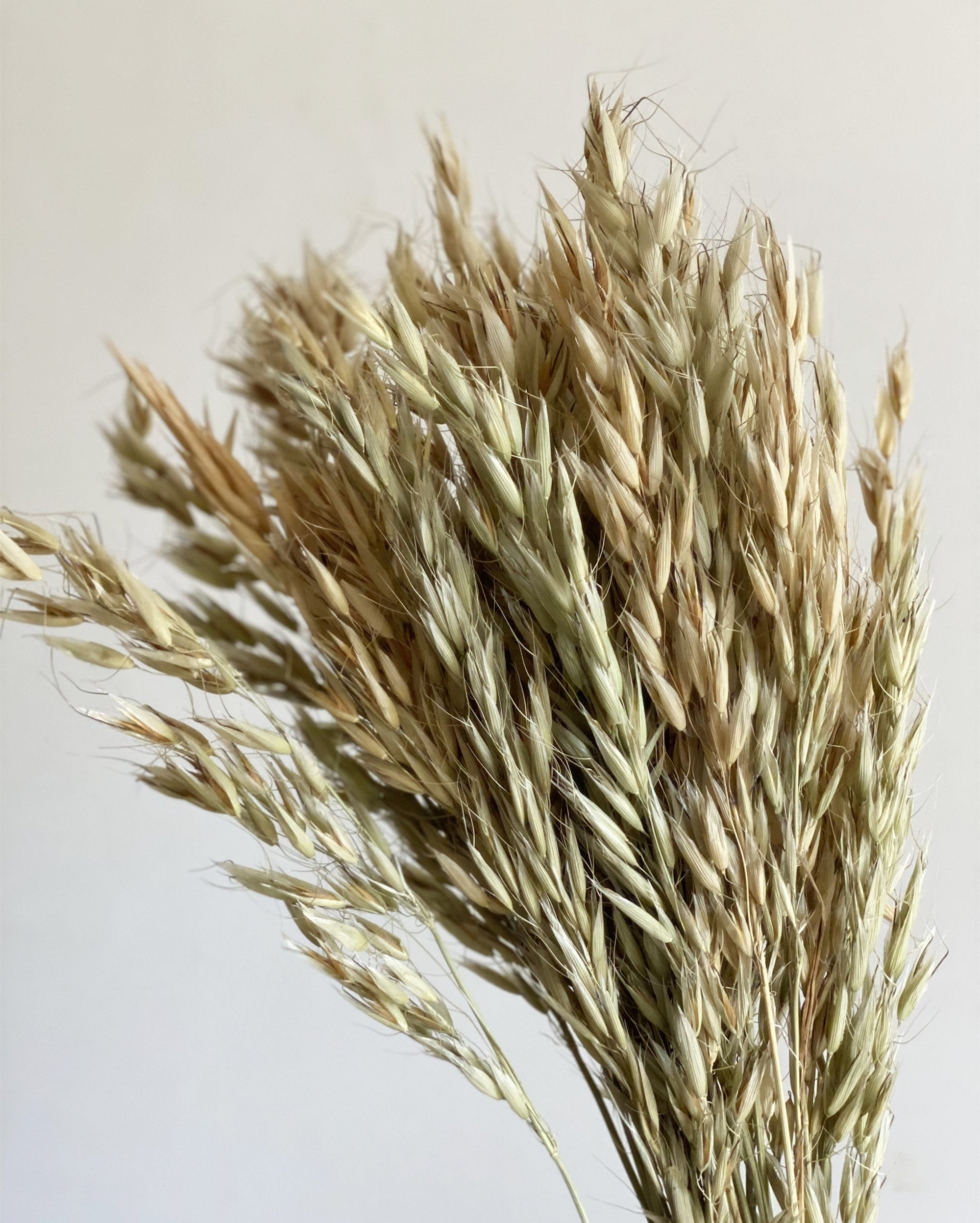 About 50 stems of dried oatmeal flowers white bleached home | Etsy