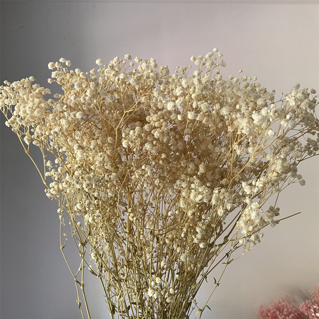 Natural Baby's Breath Flower Gypsophila, Bouquet, Home Decoration ...