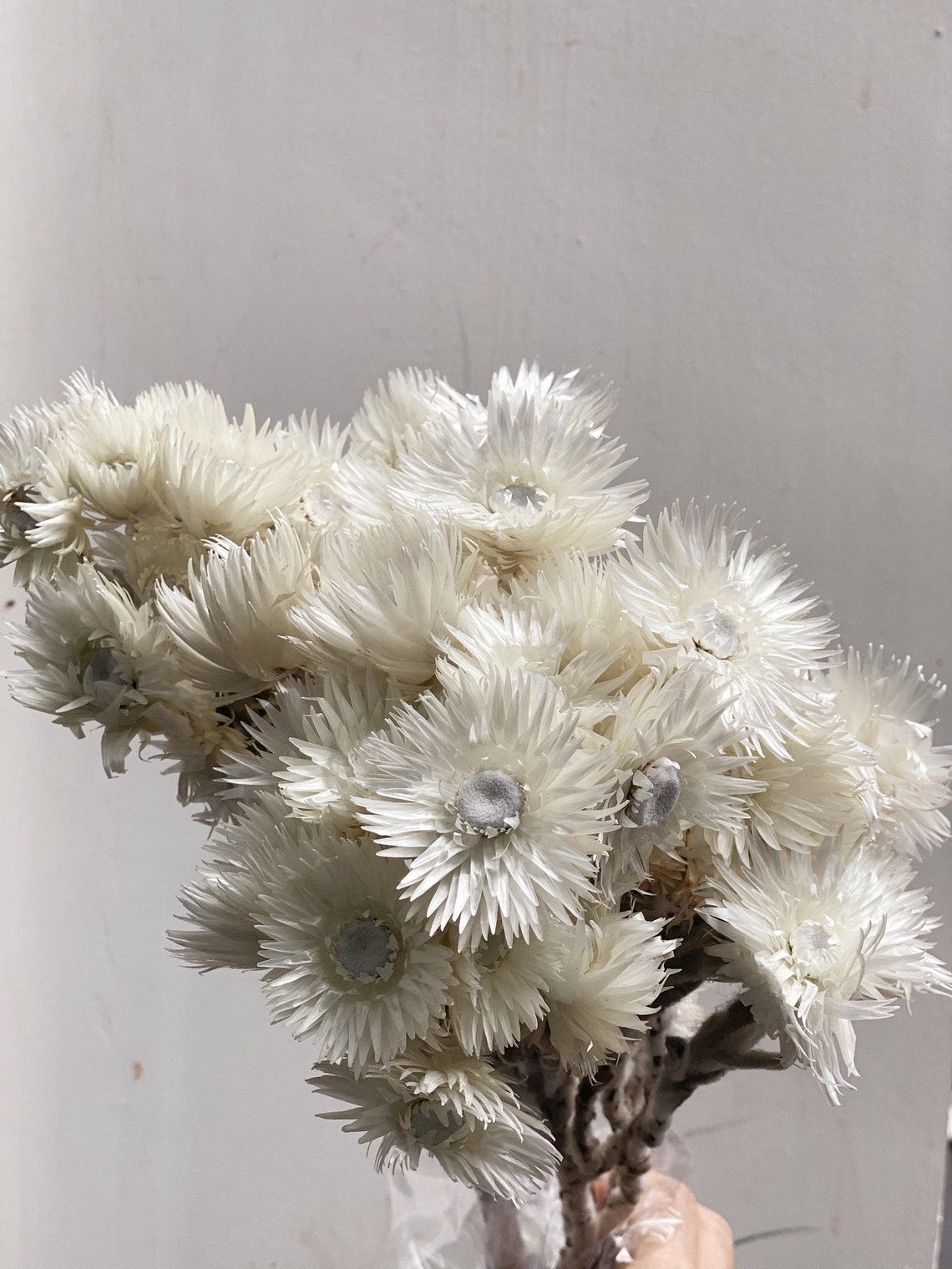 Dried Helichrysum Everlastings dried Flowers .straw Paper - Etsy