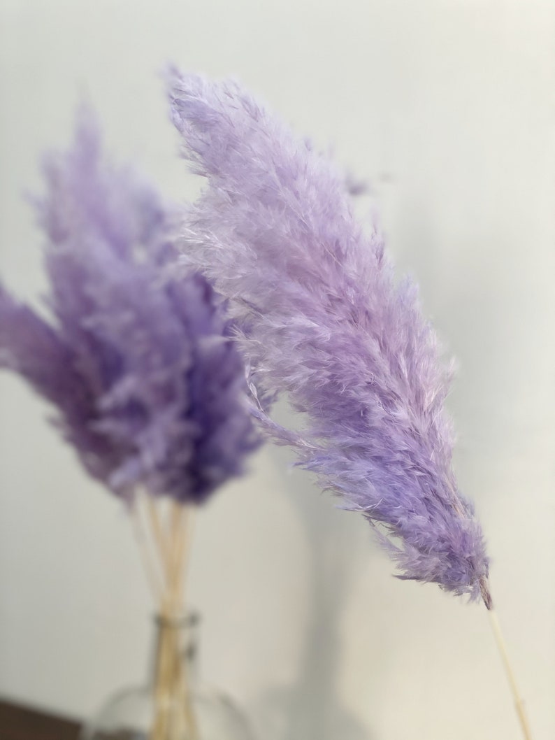 10 X Purple PAMPAS GRASS 24 Dried Flowers for Home - Etsy