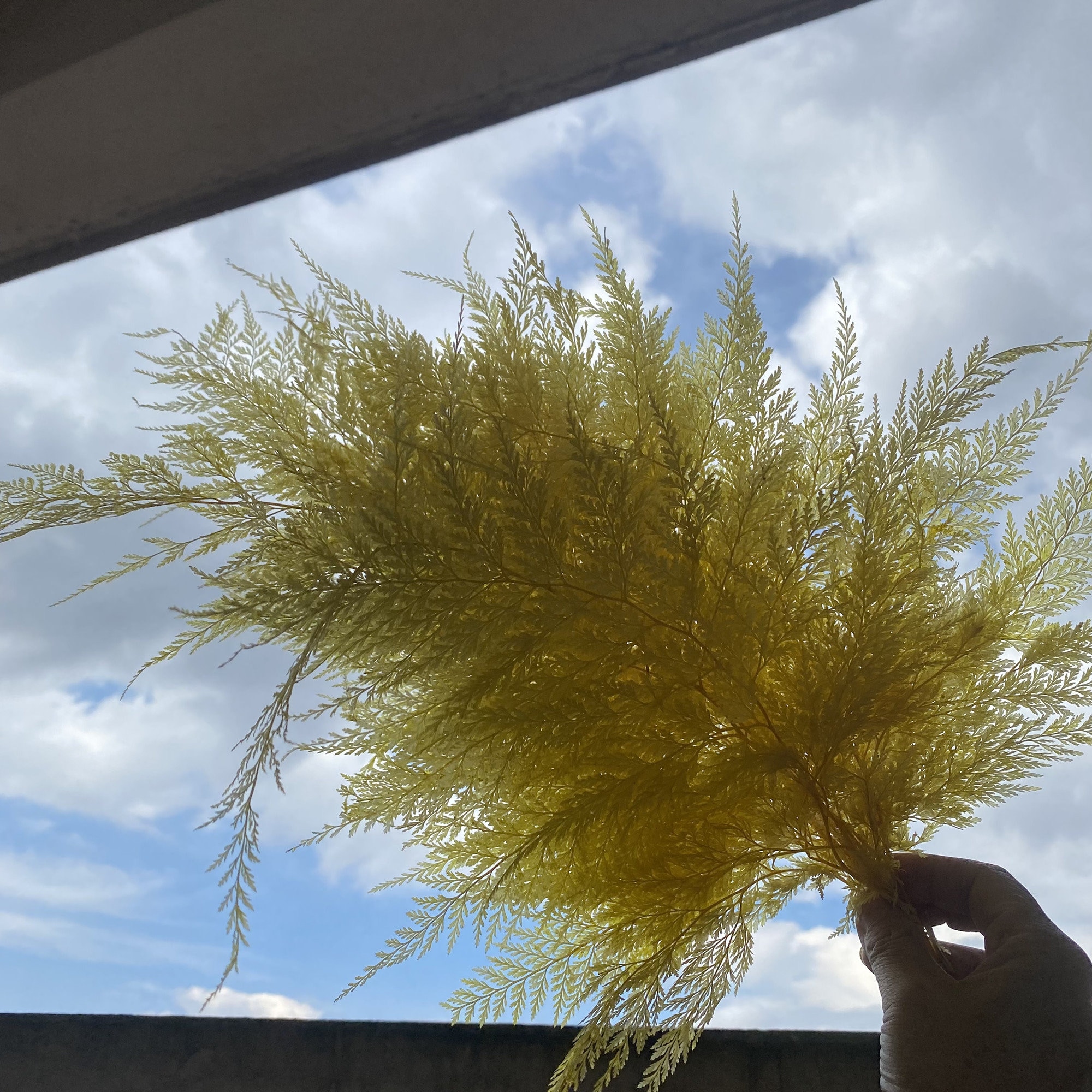 Snowflake Bleached Ivory Dried Fern 5 Stems / Preserved Fern - Etsy