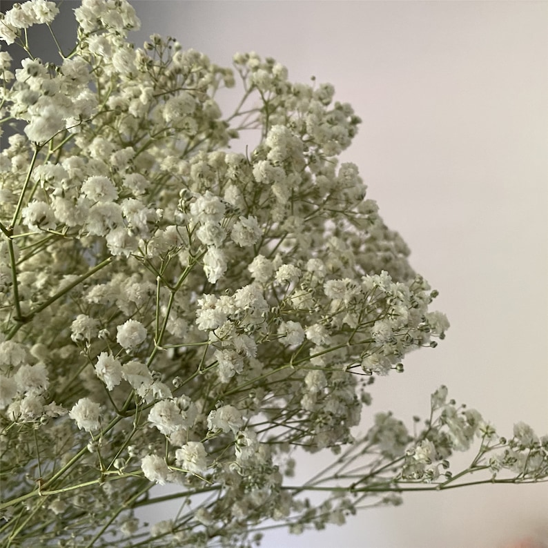 Natural Baby's Breath Flower Gypsophila, Bouquet, Home Decoration ...