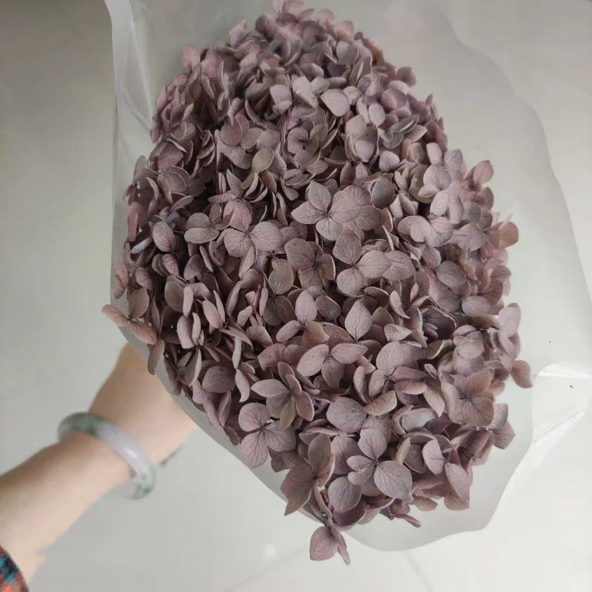 Large Premium Preserved Hydrangea/preserved Cream Full Bloomed ...