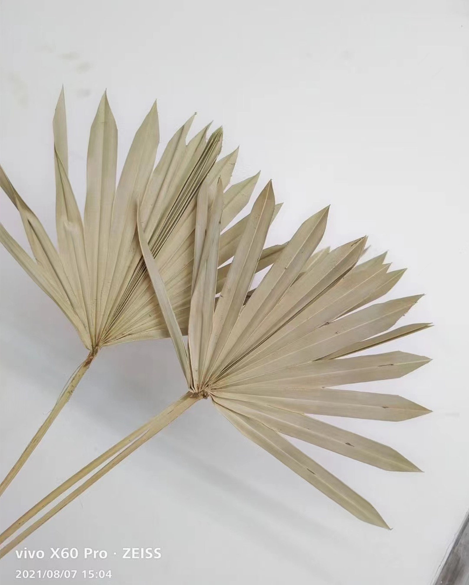 3X Dried Spear Palm Leaves / Dried Palms / Natural Palms / Palm Frond ...