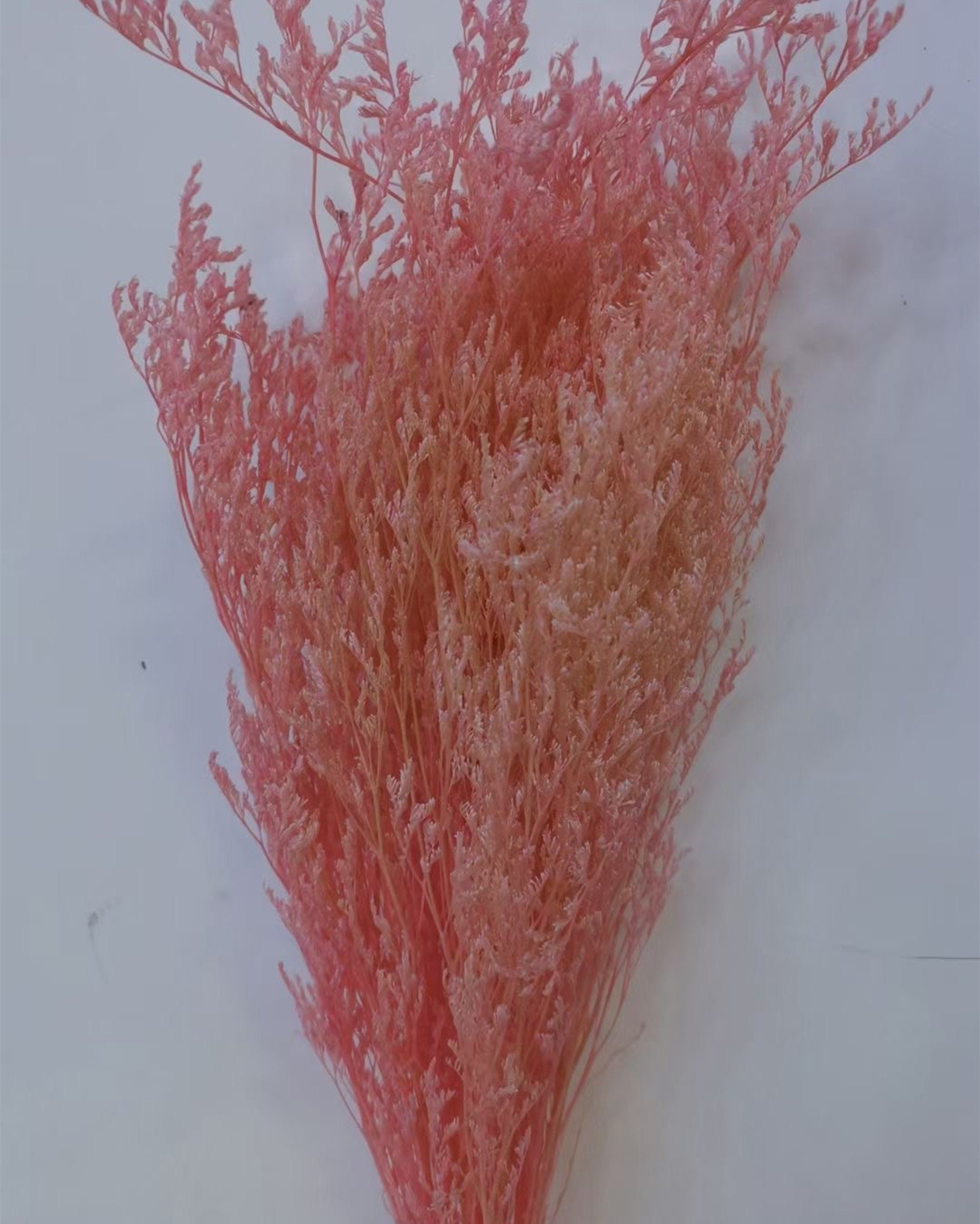 Preserved Caspia Preserved Caspia Dried Flowers Bunch Dried | Etsy ...