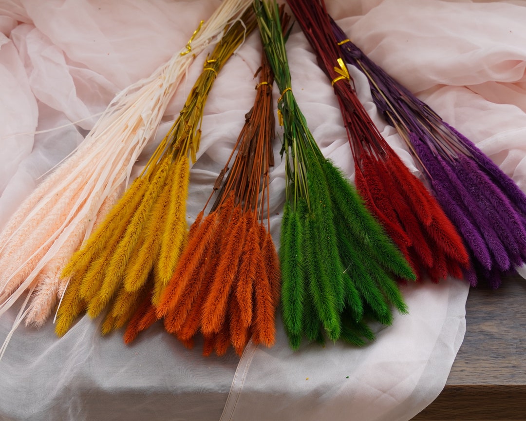 Long Setaria Pendula Natural Colourful Foxtail Millet Grass Dried ...