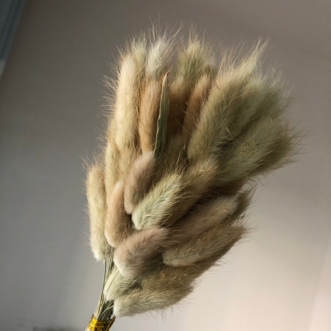 60 Pieces / Bunch of Natural Primary Color Dried Flower Rabbit Tail ...