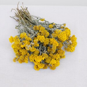 Natural Dried Flowers, Yellow Clustered Flowers, Wedding Dried Flower ...