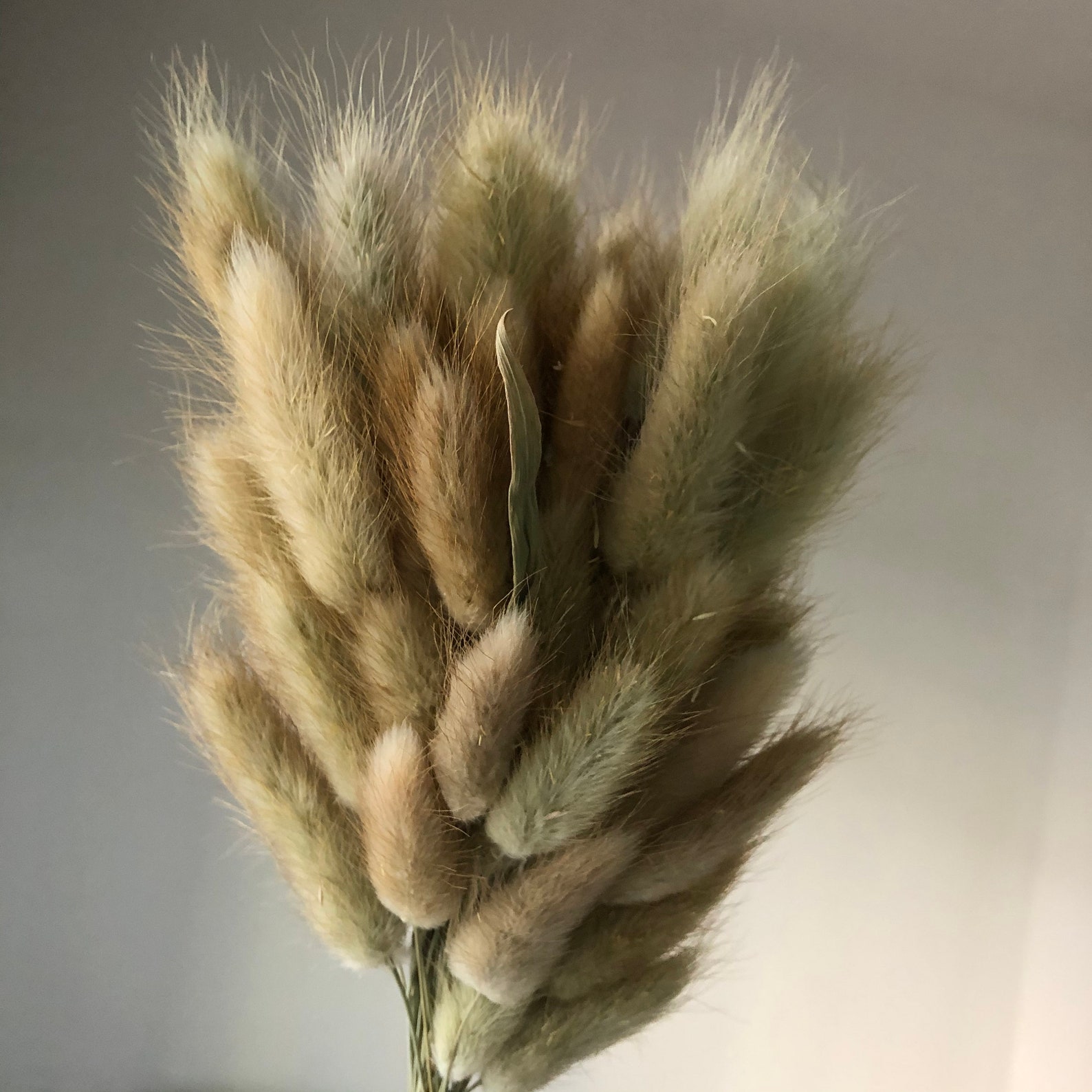 60 Pieces / Bunch of Natural Primary Color Dried Flower Rabbit Tail ...