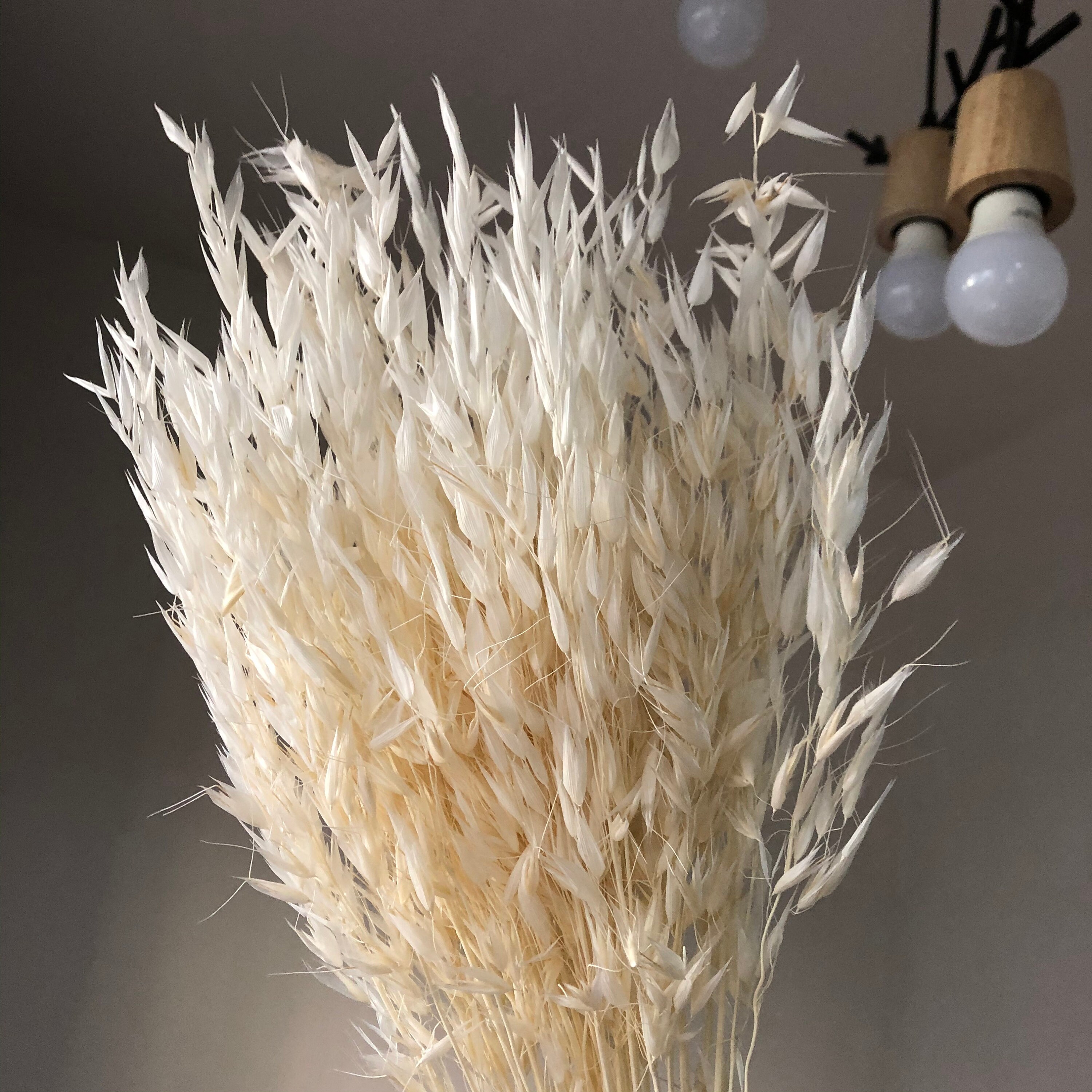 About 50 Stems of Dried Oat/avena Sativa Flowers, White Bleached, Home ...