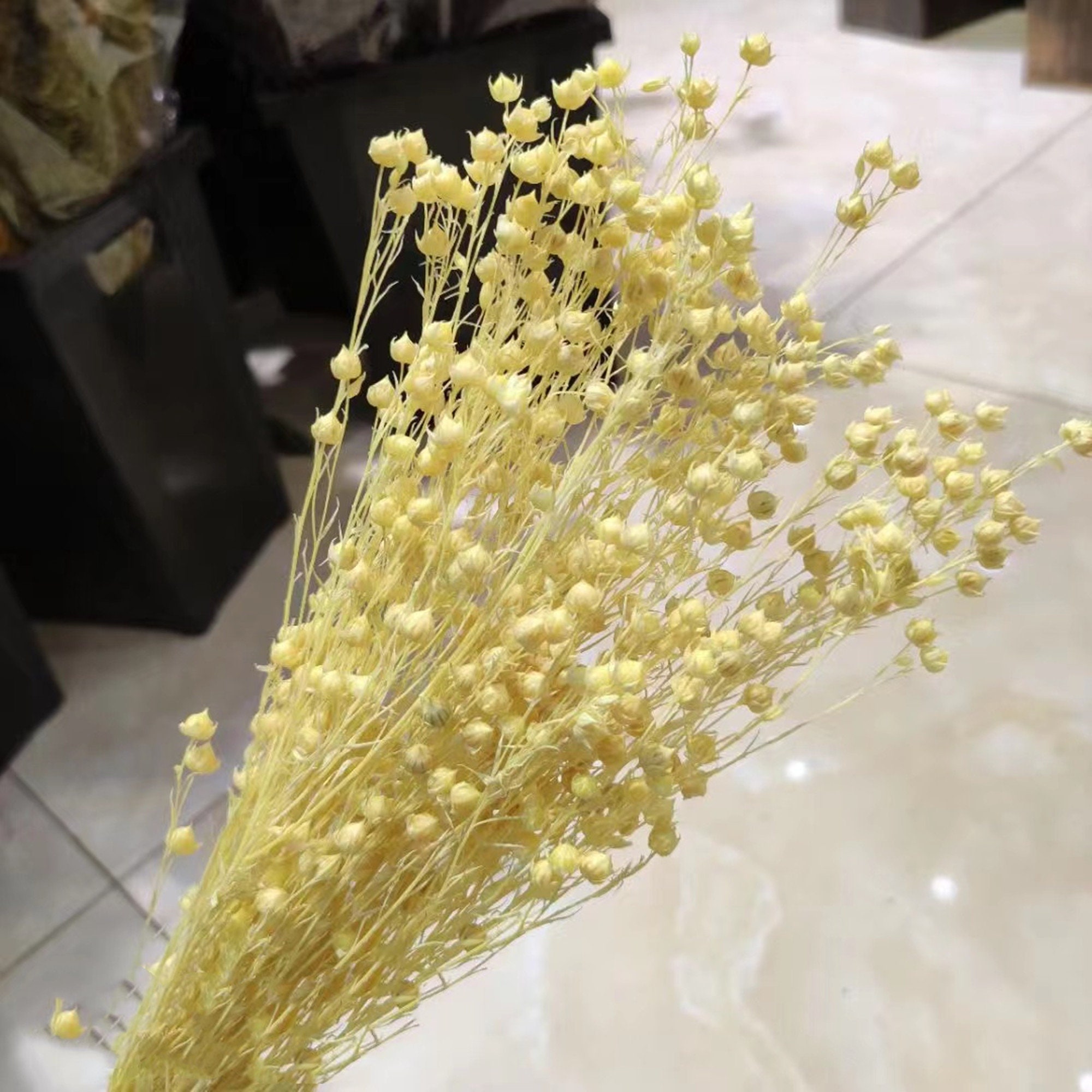 Natural Preserved Rosary Pea Seed Bundle - 18-24" Tall - Etsy