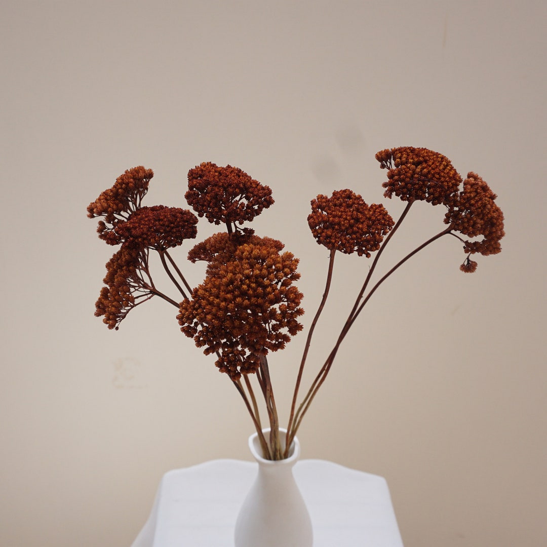 Burnt Orange Yarrow Dried Yarrow Natural Flowers Yallow - Etsy
