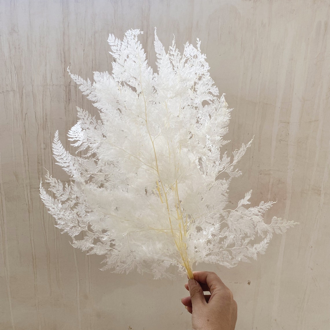Snowflake Bleached Ivory Dried Fern 5 Stems / Preserved Fern - Etsy