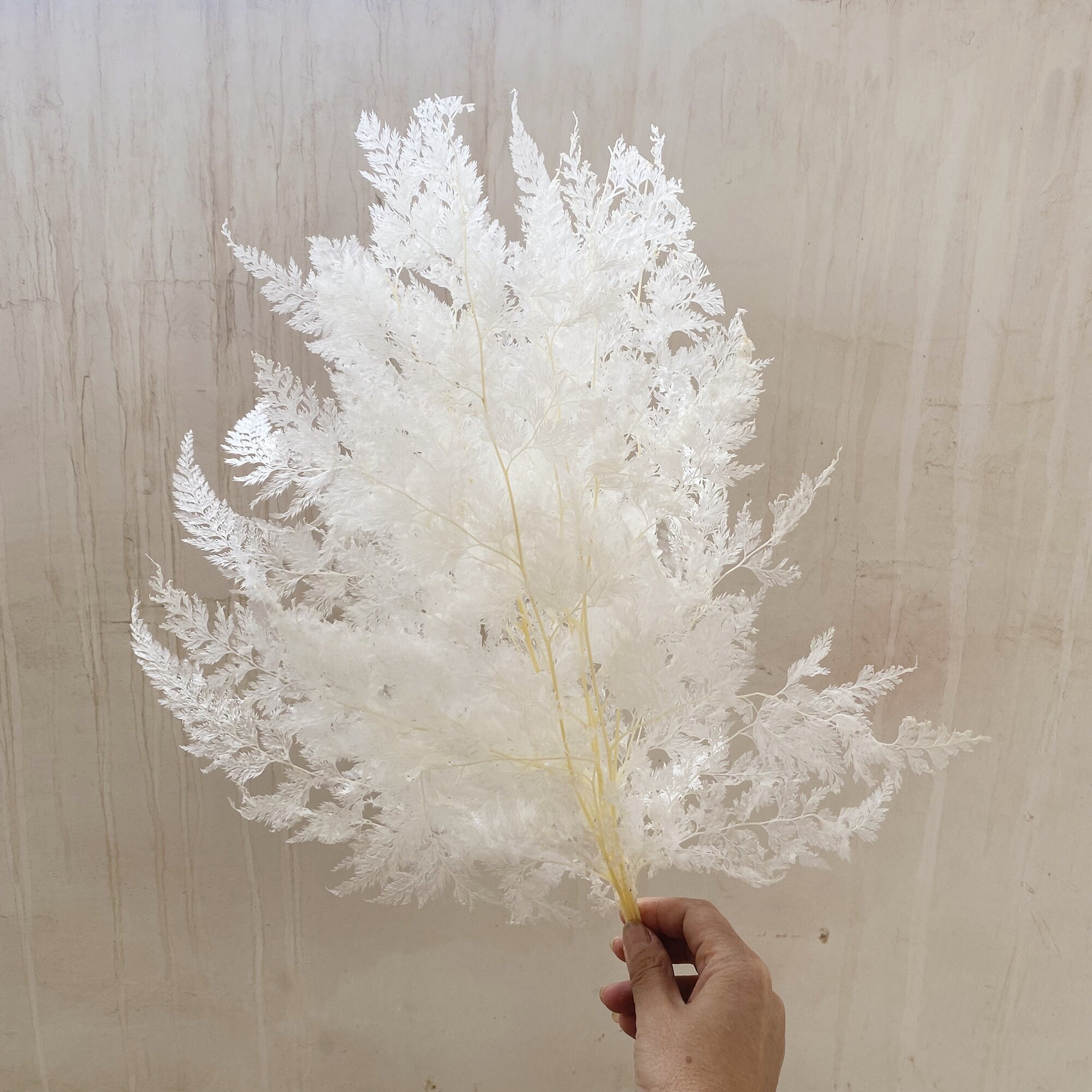 Snowflake Bleached Ivory Dried Fern 5 Stems / Preserved Fern - Etsy
