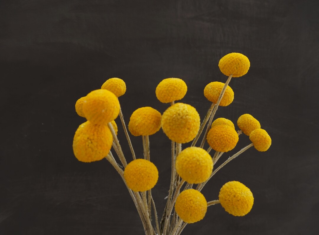 2024 New 20 Stems Dried Billy Balls Craspedia Wholesale Dried Flowers ...