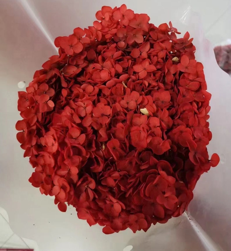 Burnt Orange Preserved Hydrangeas | Dried Hydrangea | Orange Flower ...