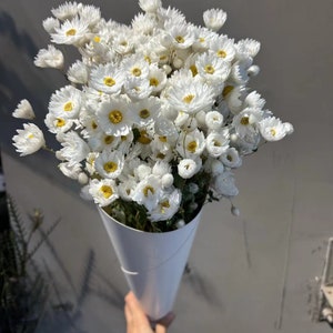 2025 New Dried White Daisies Dried Rodanthe Natural Dried Flower ...