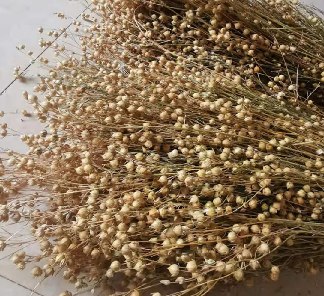 Natural Preserved Rosary Pea Seed Bundle - 18-24" Tall - Etsy