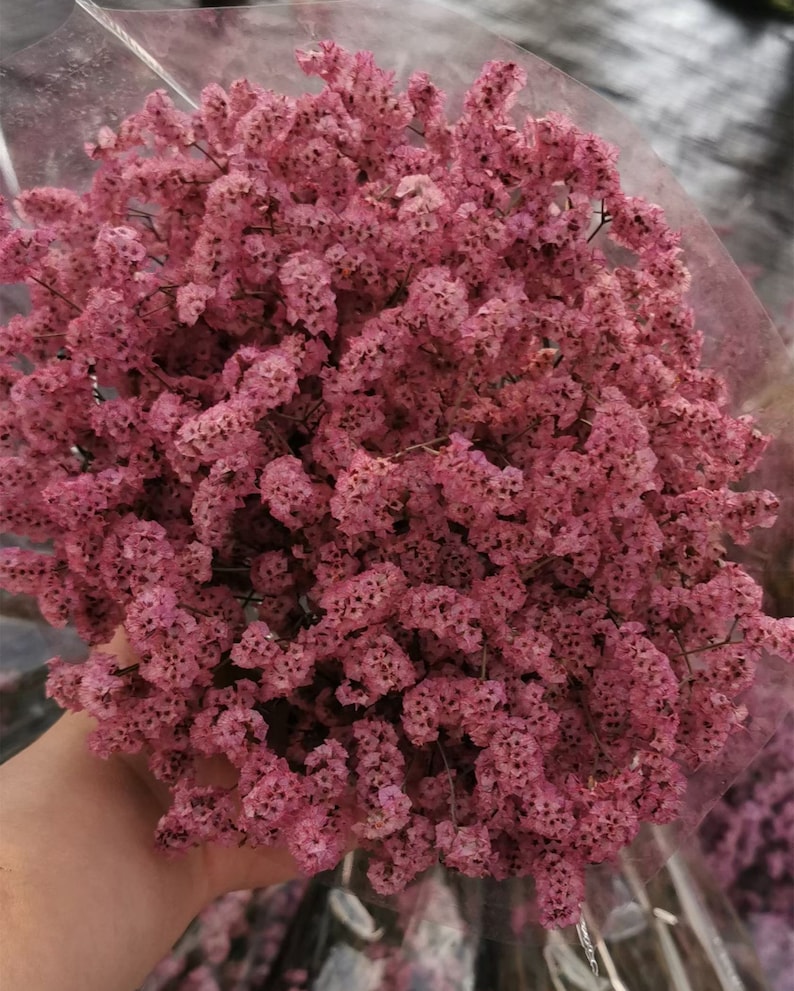 Preserved German Statice Limonium Dried Flower Floral - Etsy