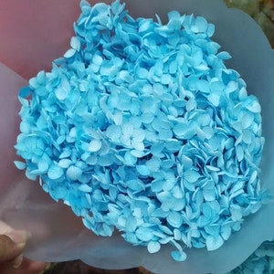 Large Premium Preserved Hydrangea/preserved Cream Full Bloomed ...