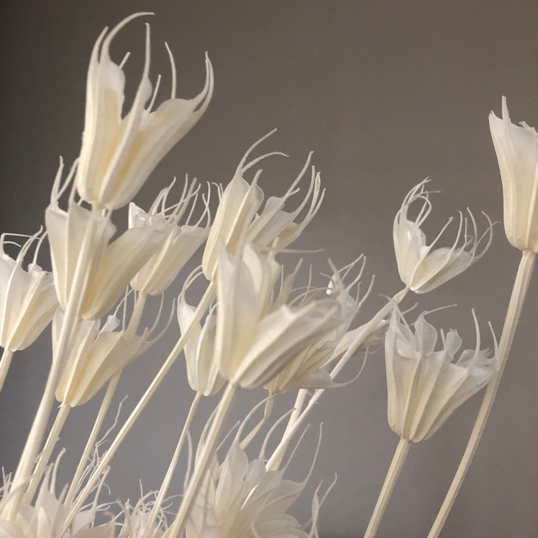 Star Anise Bleached Dried Flower, Wedding Decoration, Home Decoration ...