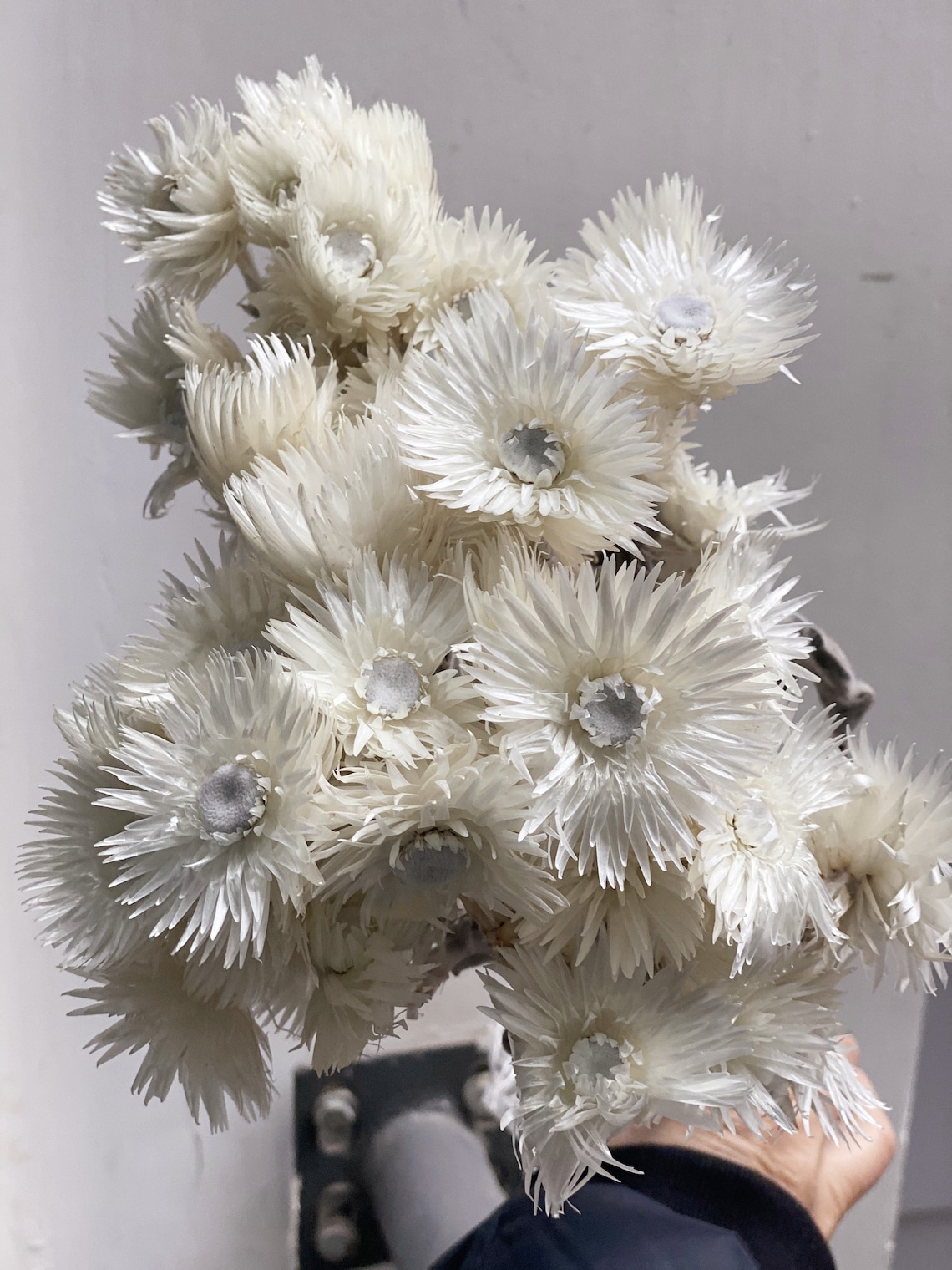 Dried Helichrysum Everlastings dried Flowers .straw Paper - Etsy