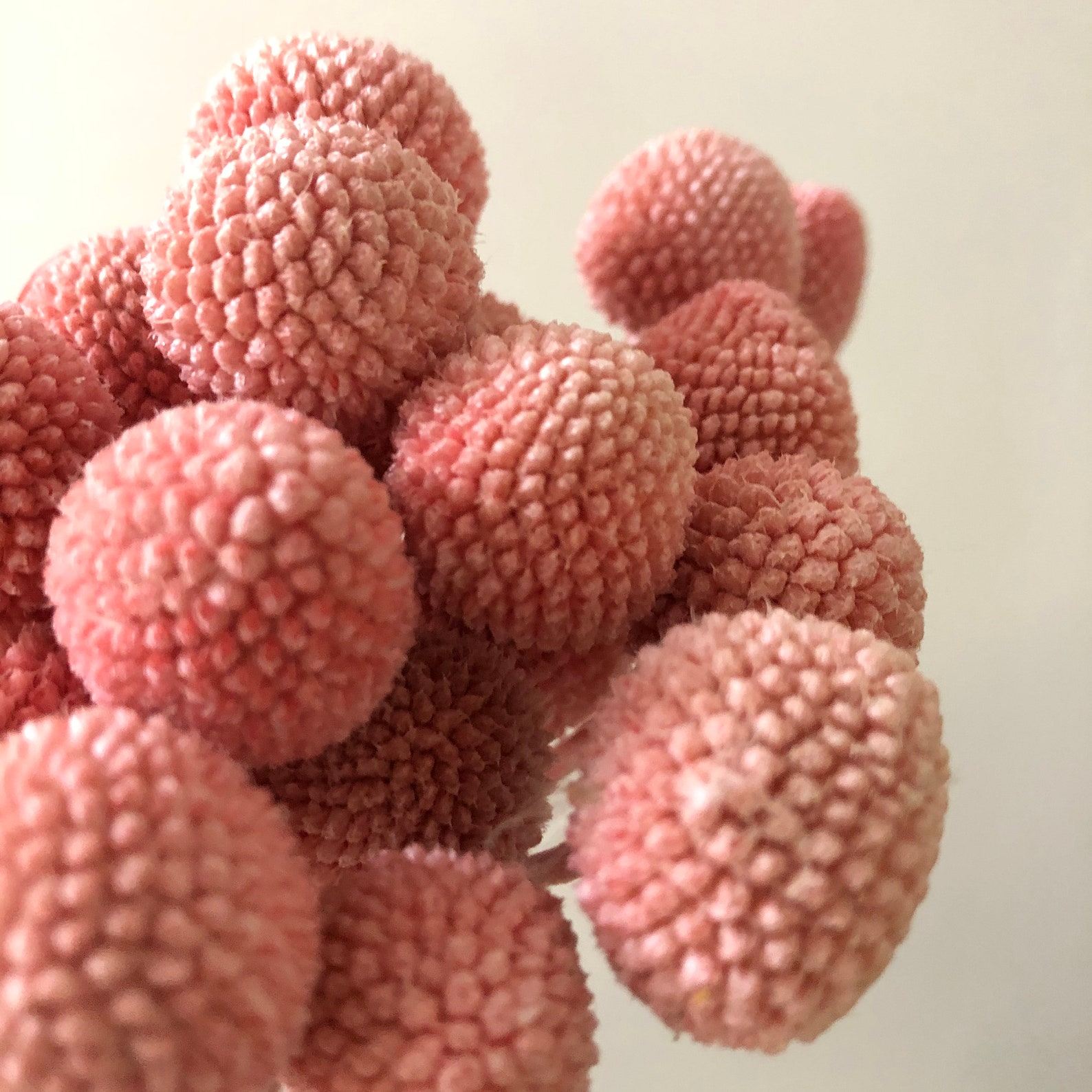 20 Stems / Bunch Billy Ball,floral Arrangements,billy Balls,yellow ...
