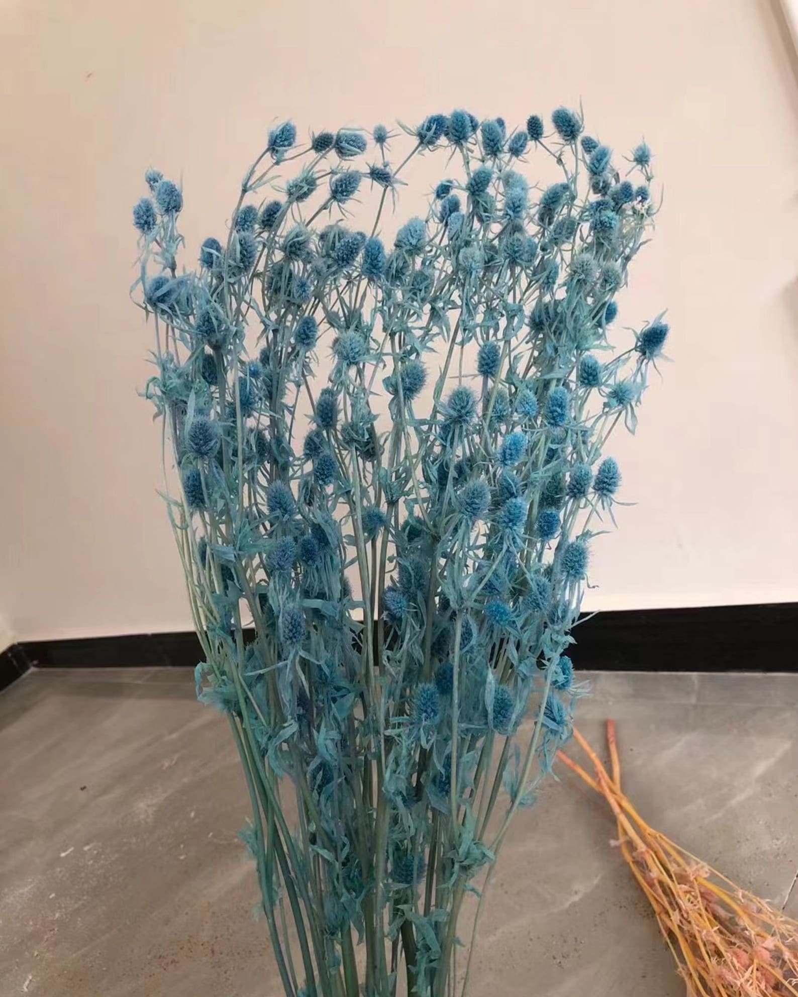 Preserved Dried Eryngium Sea Holly Flowers in Natural Tan - 15-17" Tall ...