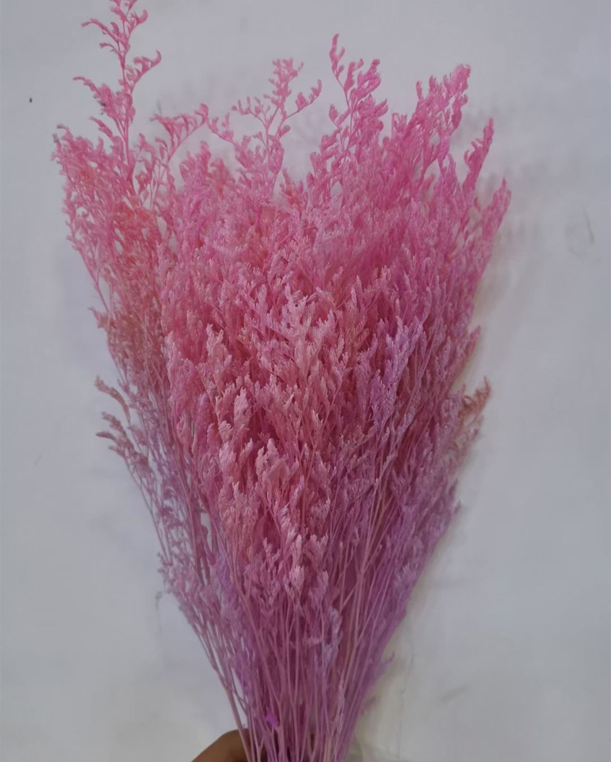 Preserved Caspia Preserved Caspia Dried Flowers Bunch Dried | Etsy ...