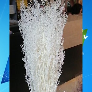 Preserved Caspia Preserved Caspia, Dried Flowers Bunch, Dried Bunch ...