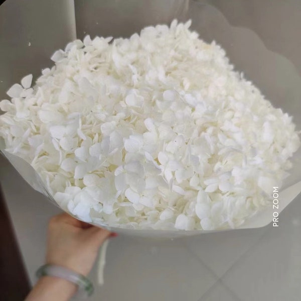 Preserved Hydrangea - Etsy