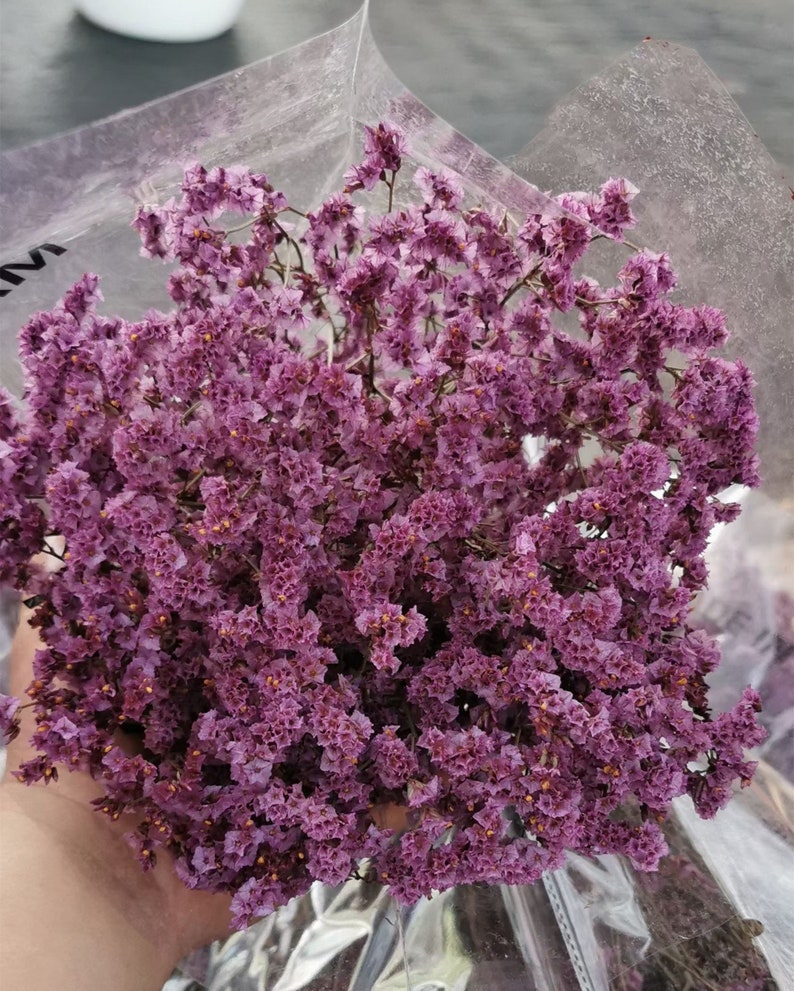 Preserved German Statice Limonium Dried Flower Floral - Etsy