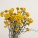Natural Dried Flowers, Yellow Clustered Flowers, Wedding Dried Flower ...