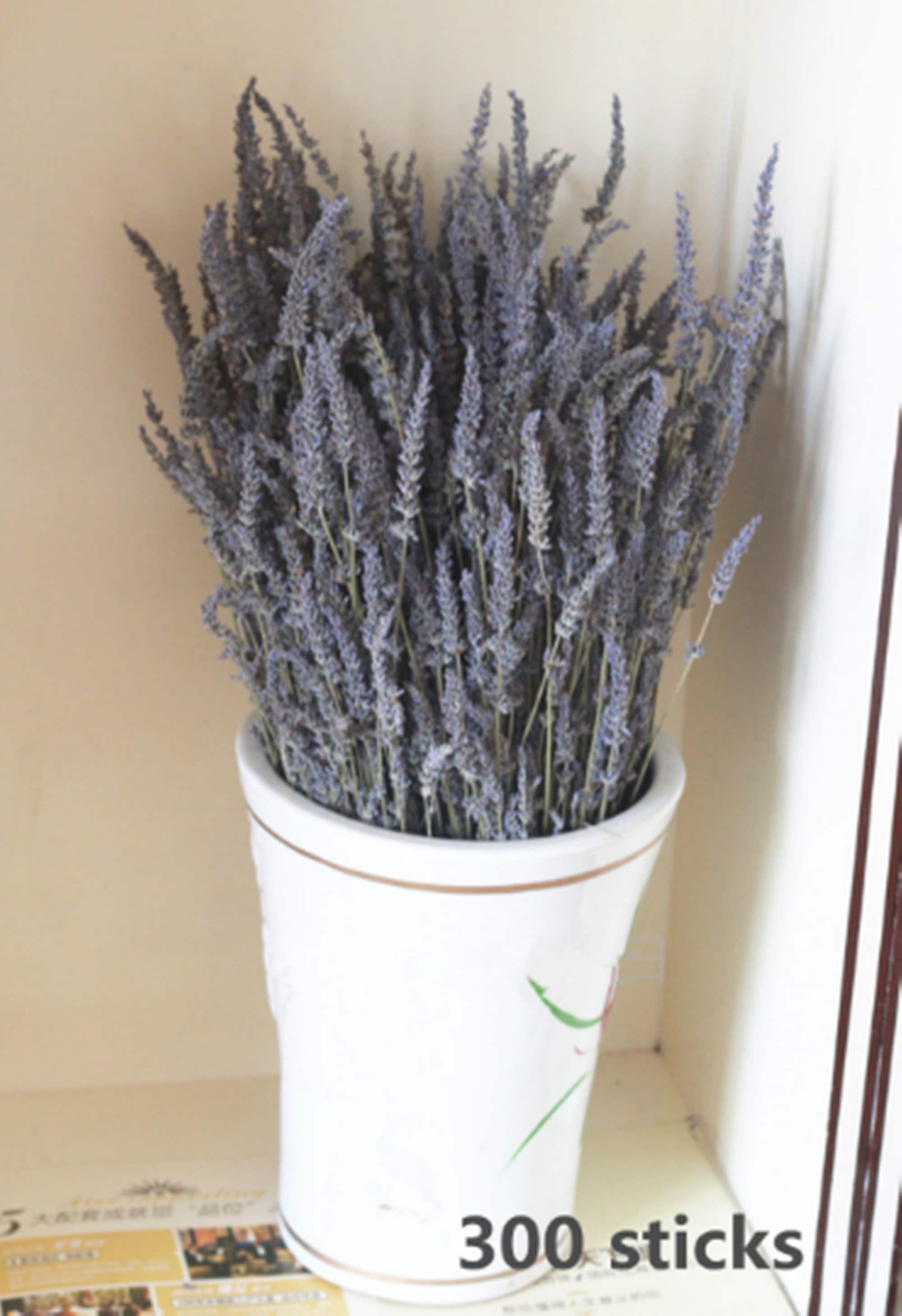 250-300 Stems/bundle, Lavender, High-quality Dried Flowers, Purple ...