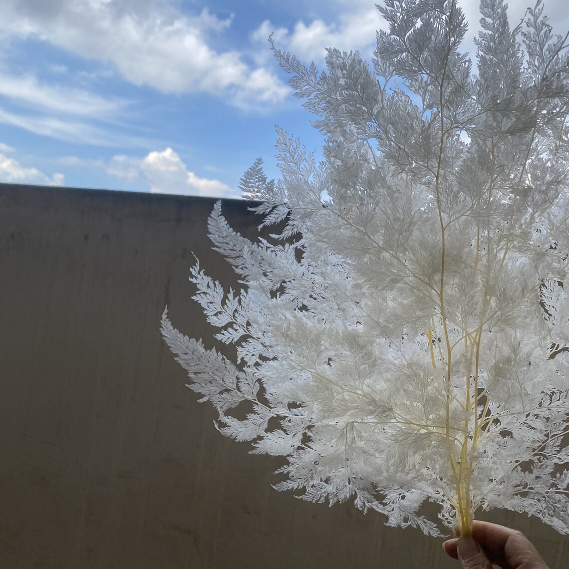 Snowflake Bleached Ivory Dried Fern 5 Stems / Preserved Fern - Etsy